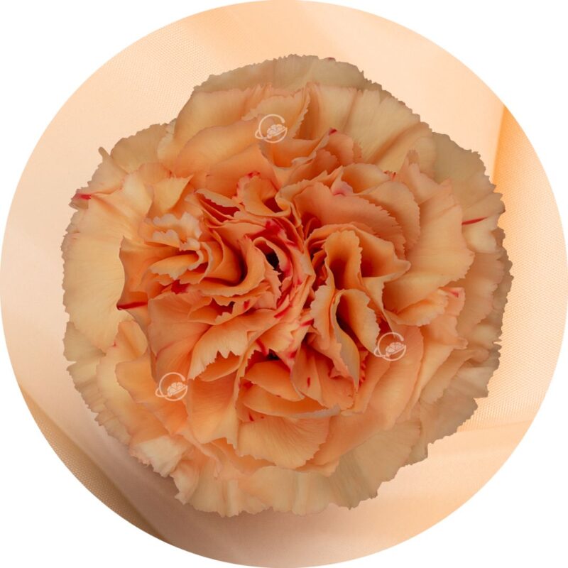 Carnation – Page 4 – Geoflora