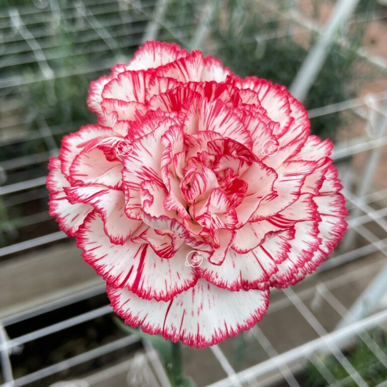 Carnation – Geoflora