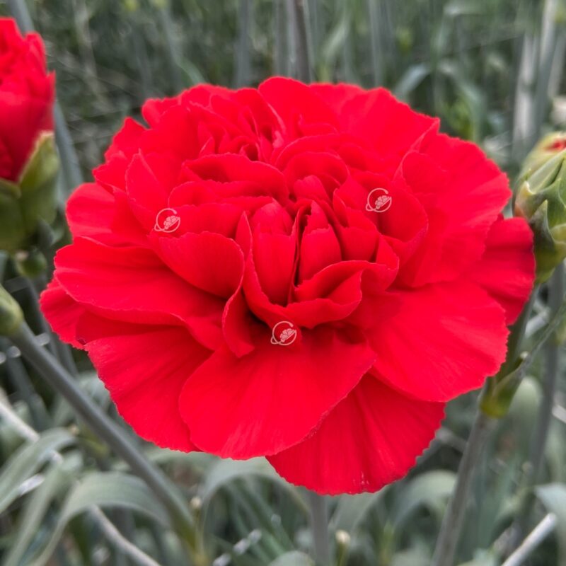 Filippo – Geoflora