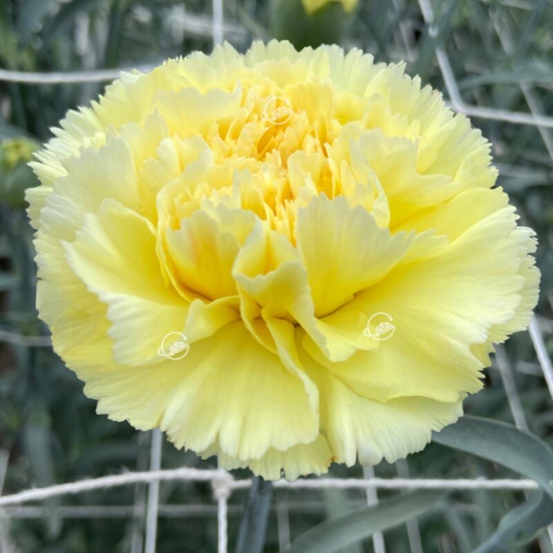 Carnation – Page 4 – Geoflora