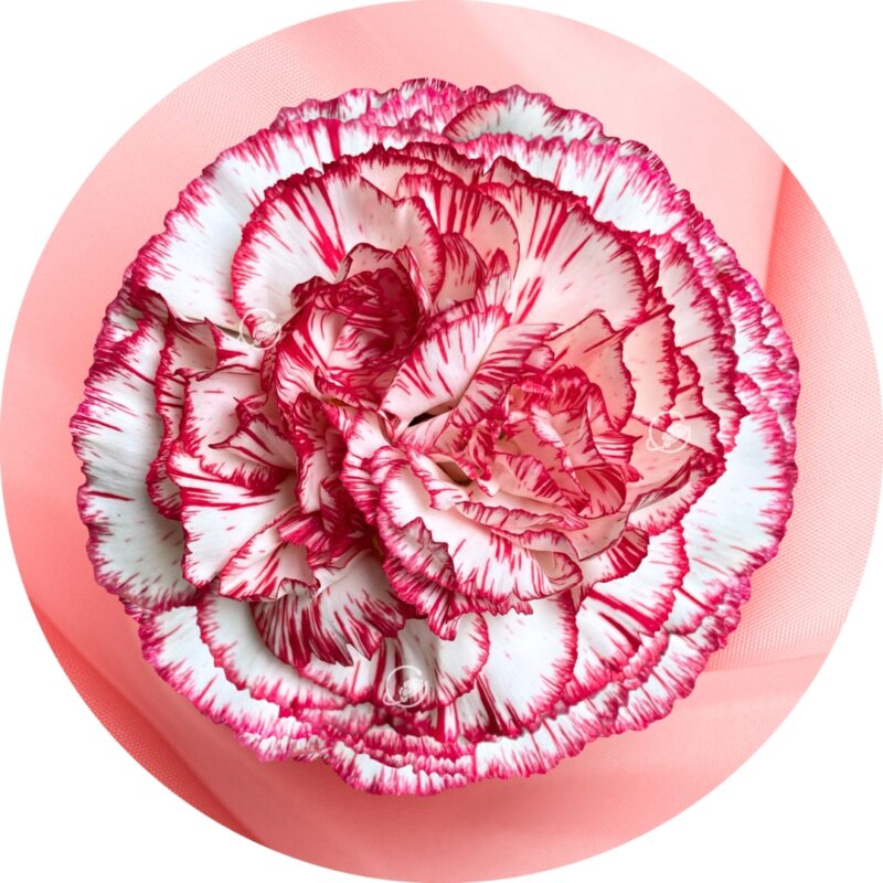 Carnation – Geoflora