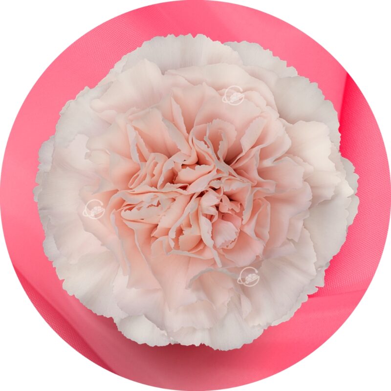 Carnation – Page 2 – Geoflora