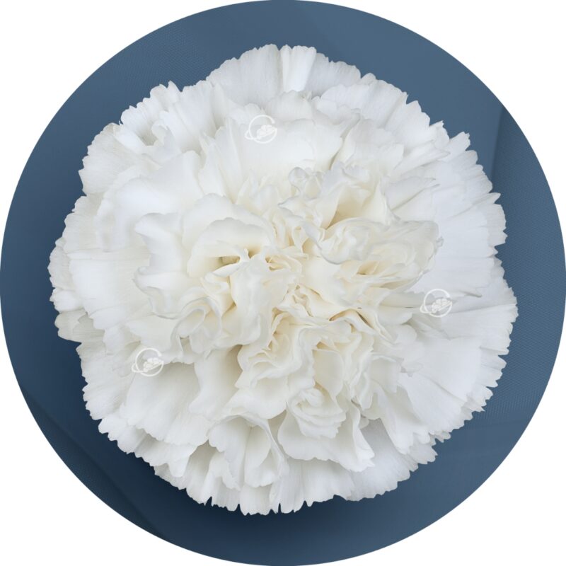 Cristallo – Geoflora