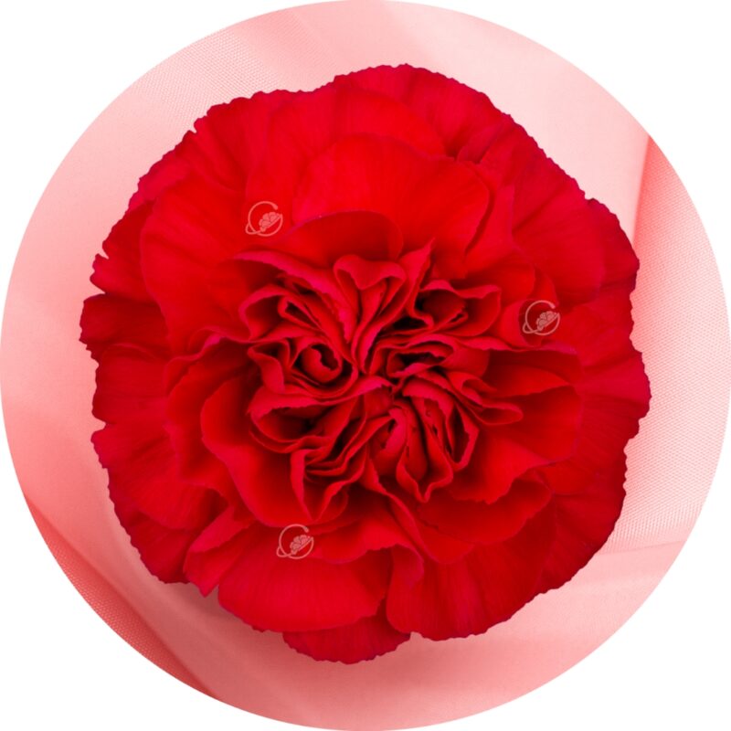 Filippo – Geoflora