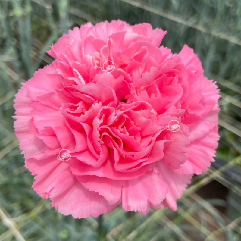 Carnation – Geoflora