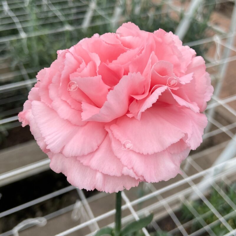 Carnation – Geoflora
