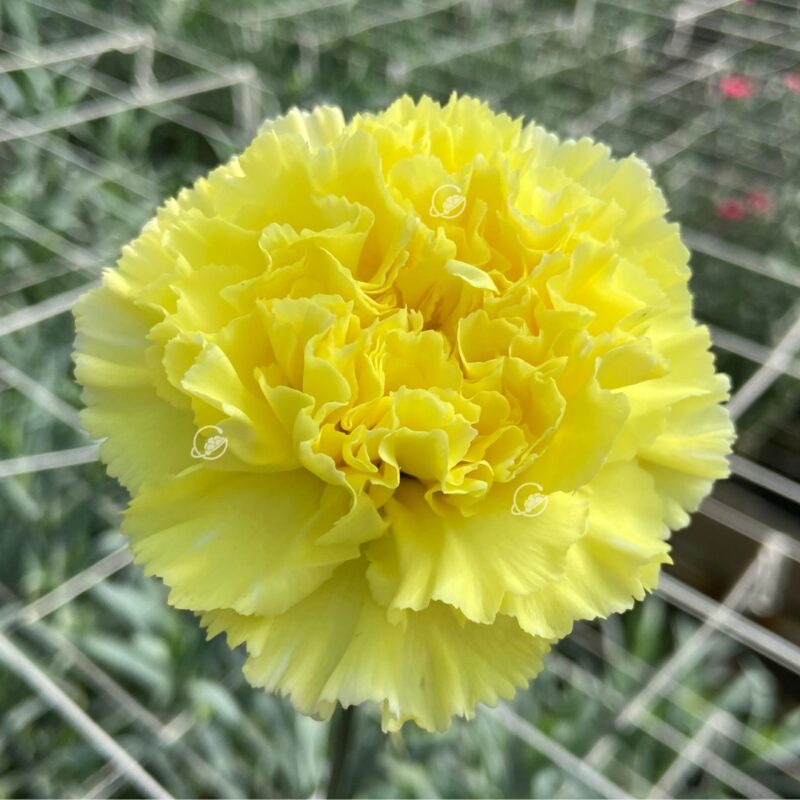 Splendor – Geoflora