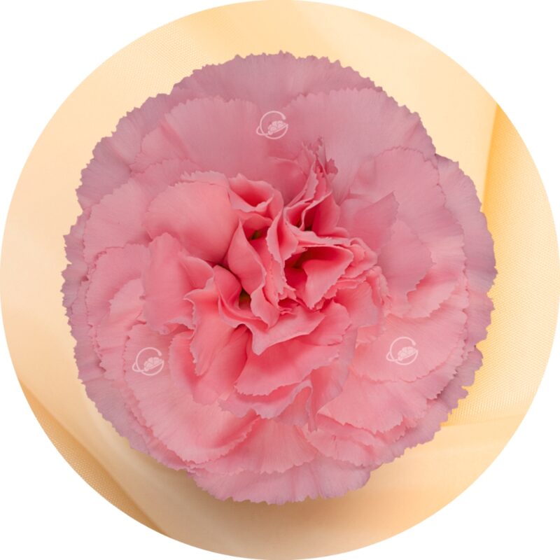 Carnation – Geoflora