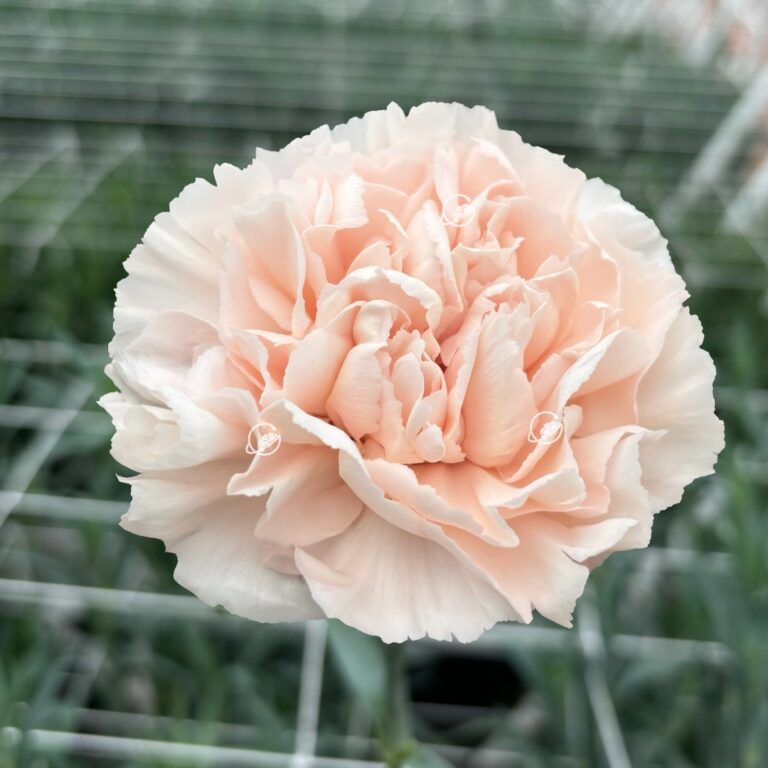 Carnation – Geoflora
