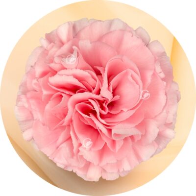 Carnation – Geoflora