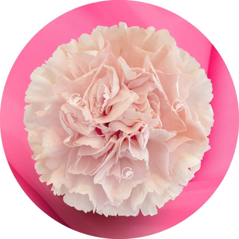 Carnation – Geoflora