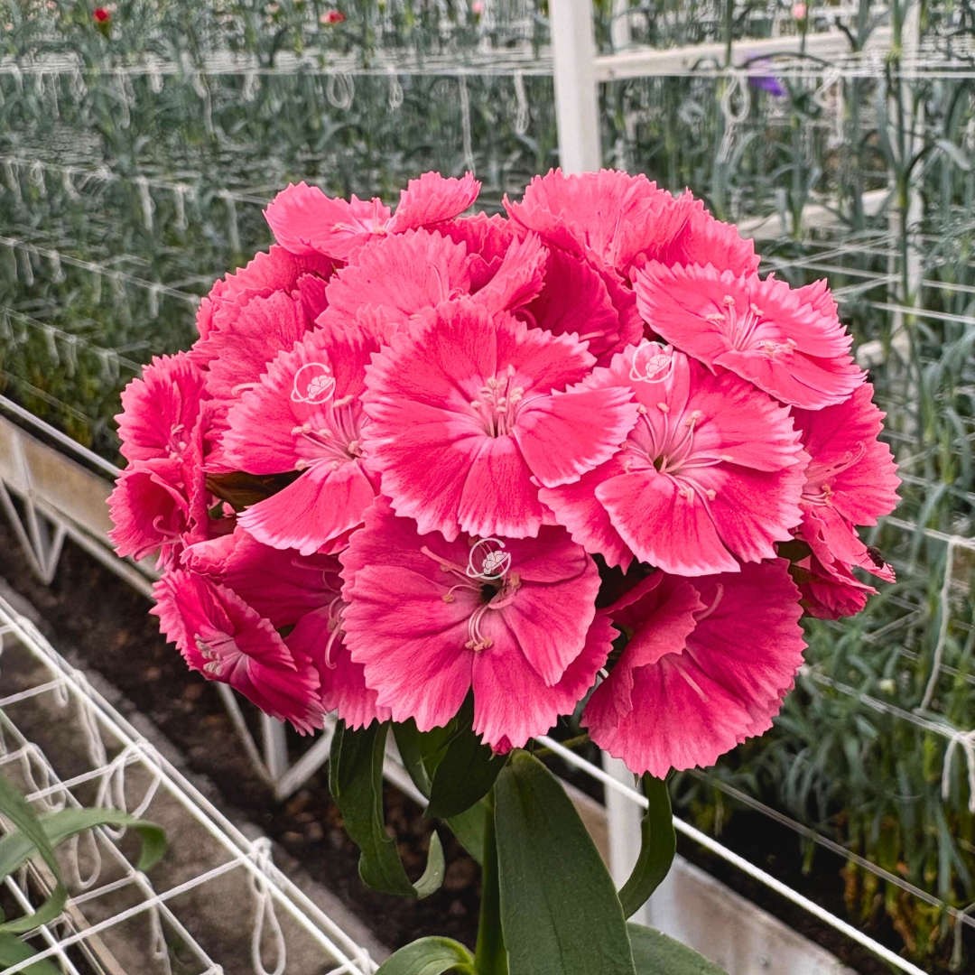 PoeThus ® Dark Pink – Geoflora
